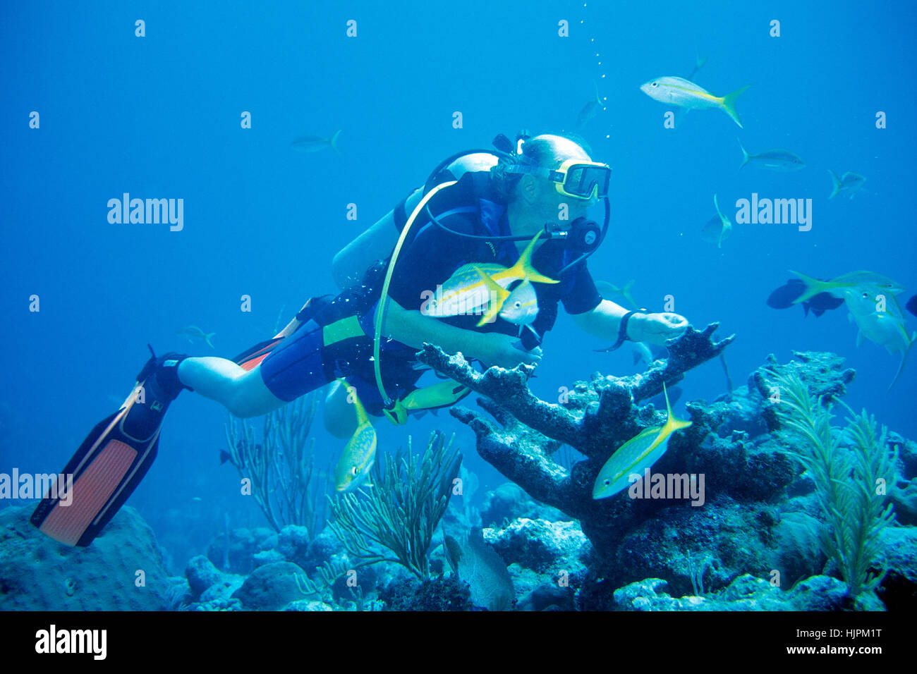 diver feeding fish Stock Photo - Alamy