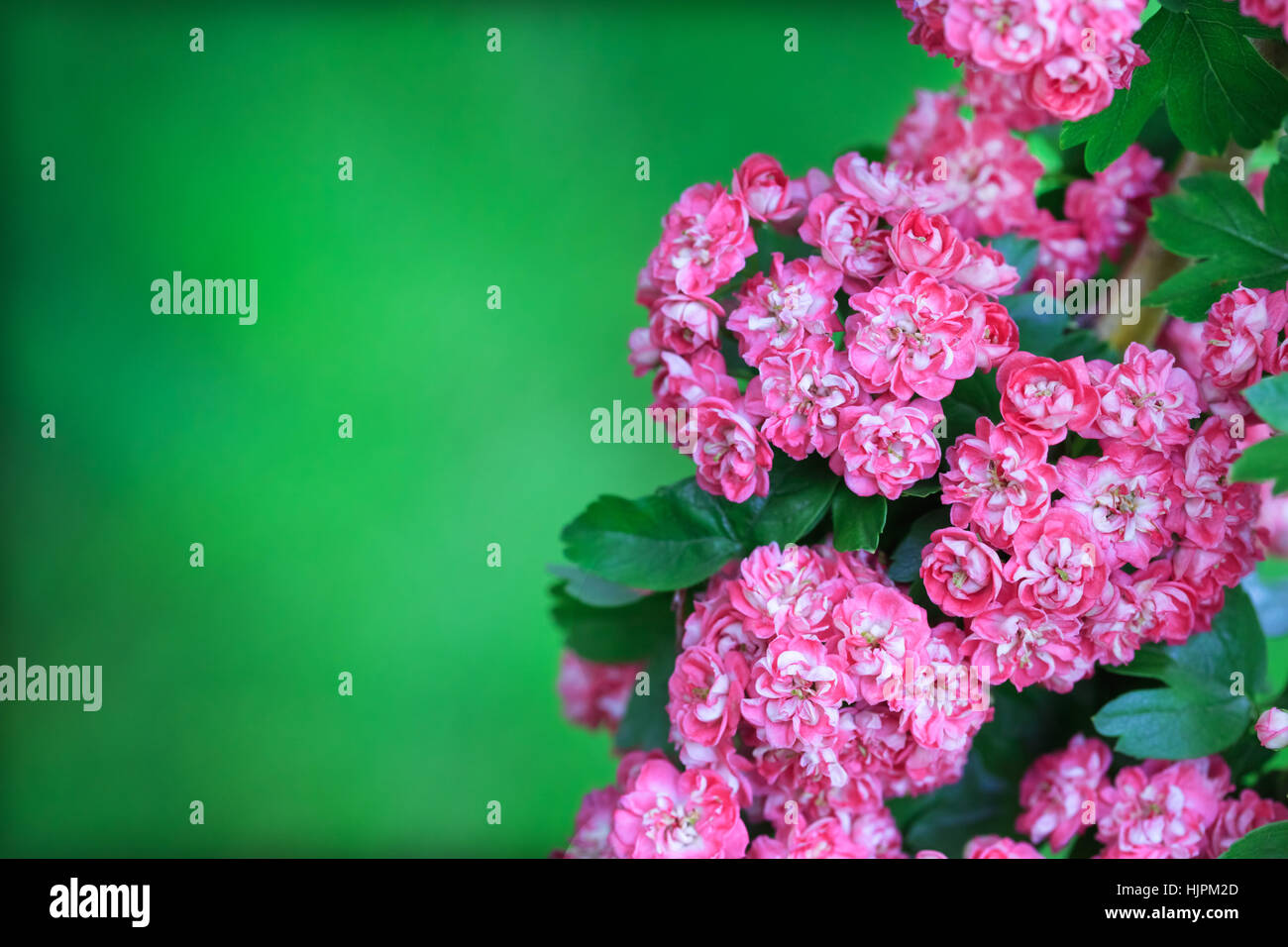 tree, bloom, blossom, flourish, flourishing, flower, flowers, plant ...