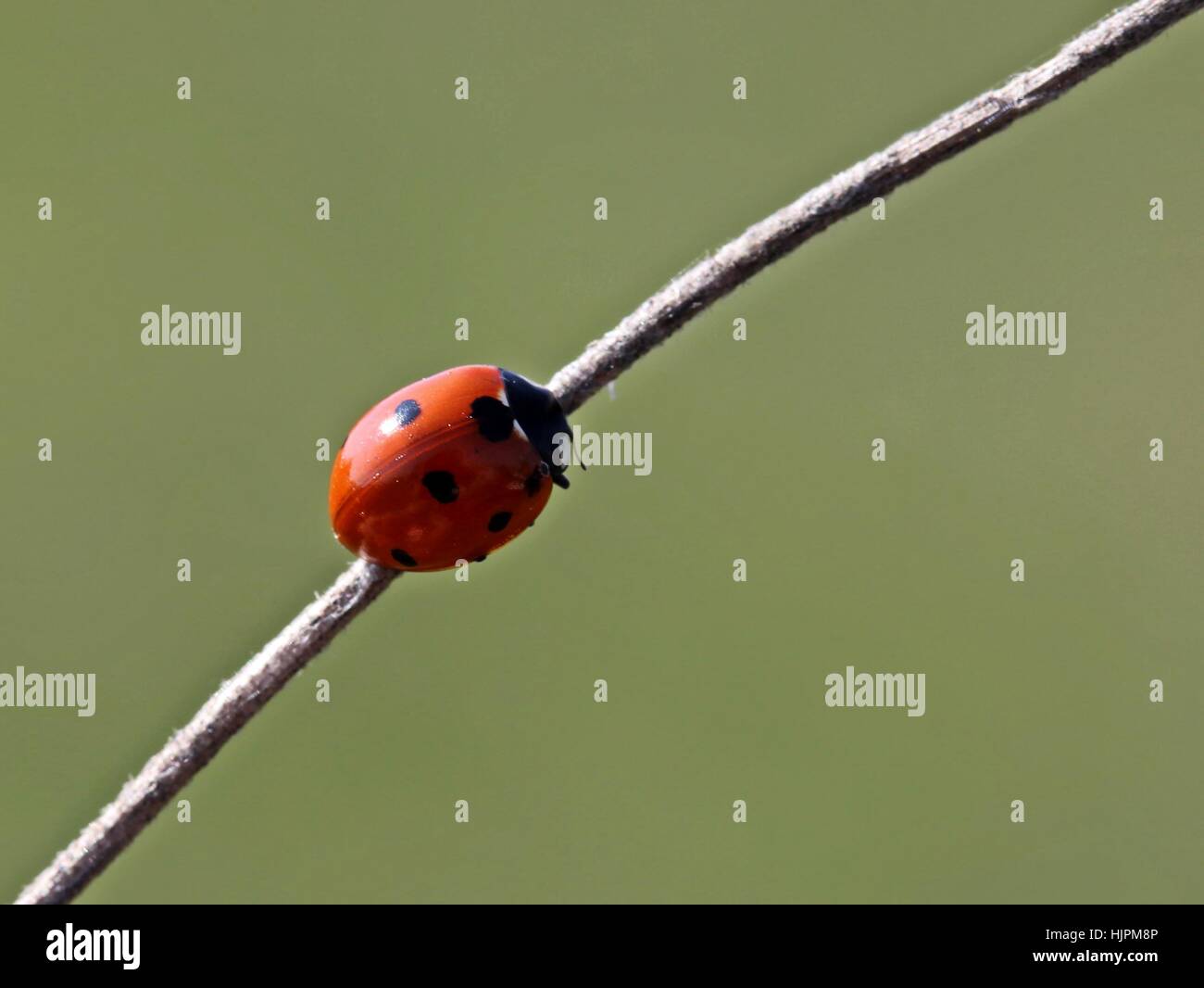 insect, beetle, diagonal, blade, blade of grass, meadow, grass, lawn ...