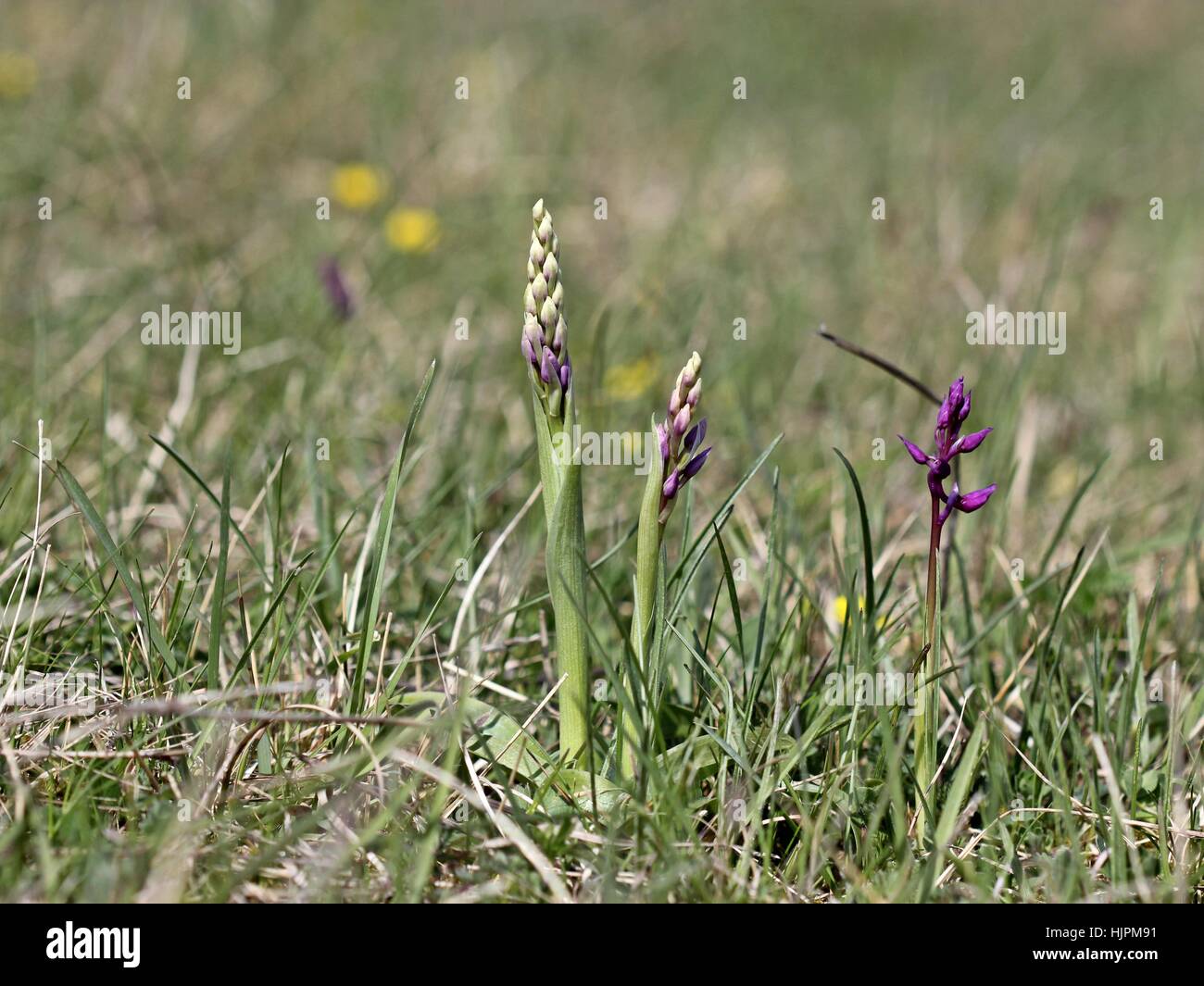purple, violet, rare, flower, orchid, plant, spring, purple, bud, buds ...