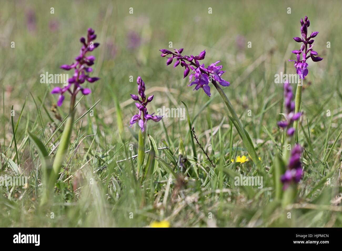 purple, violet, rare, flower, orchid, plant, spring, purple, bud, buds ...