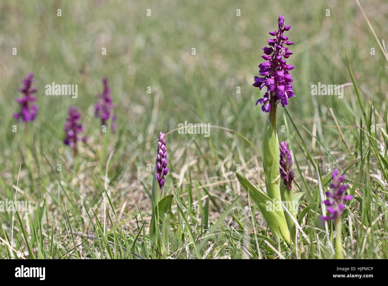 purple, violet, rare, flower, orchid, plant, spring, purple, bud, buds ...