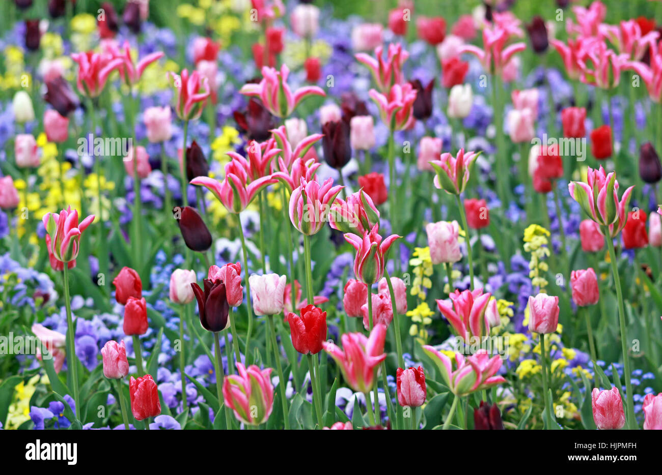 coloured, colourful, gorgeous, multifarious, richly coloured, tulips ...