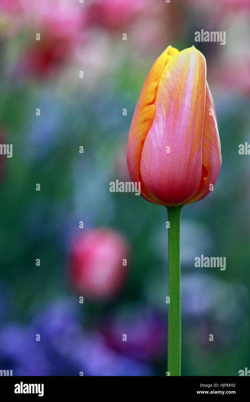 colors of the tulip Stock Photo - Alamy