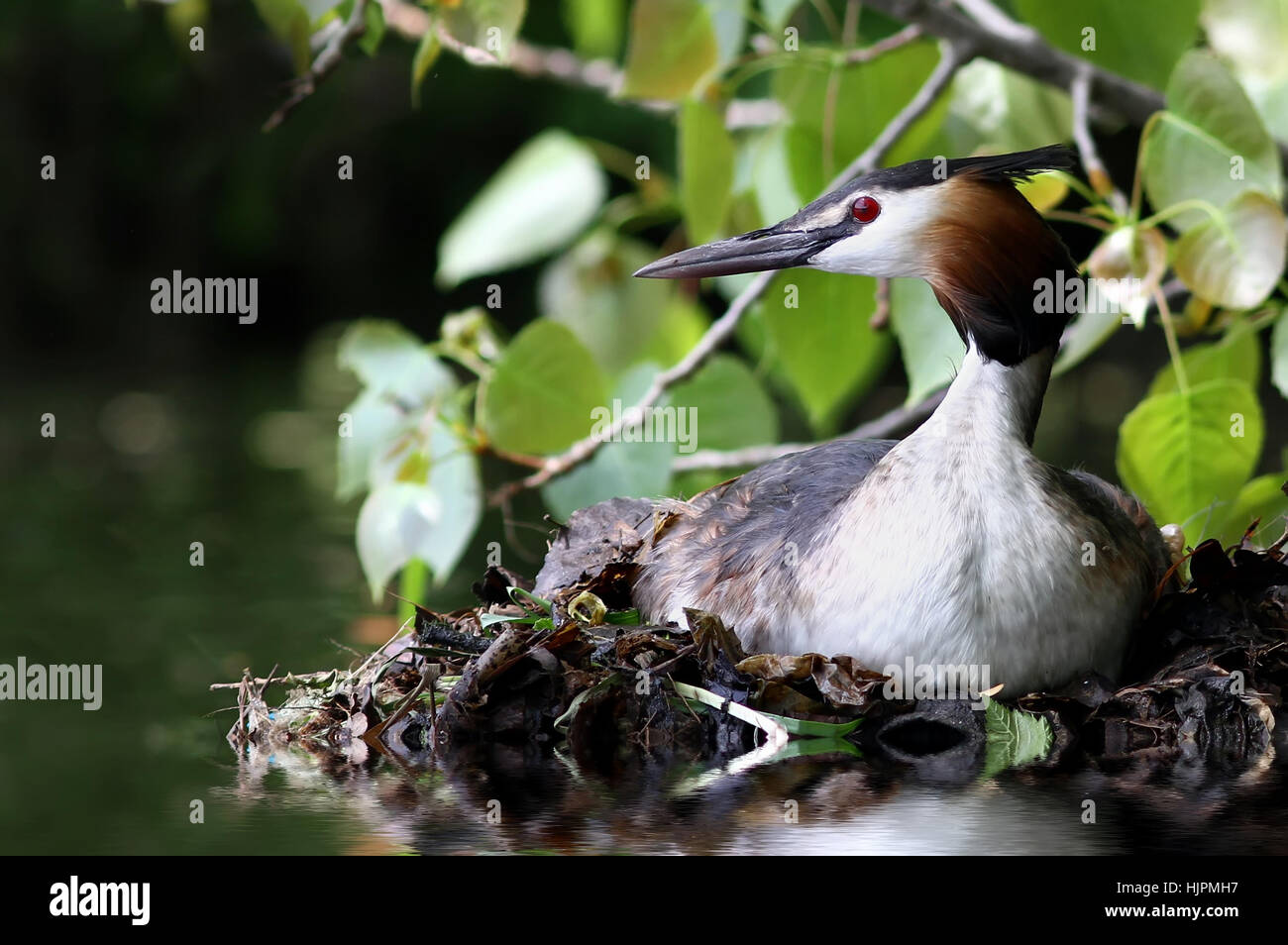 bird, animals, birds, ducks, duck, wildlife, loon, shine, shines ...