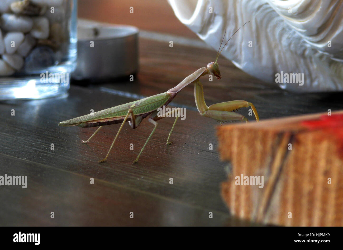 Mantis walking table hi-res stock photography and images - Alamy
