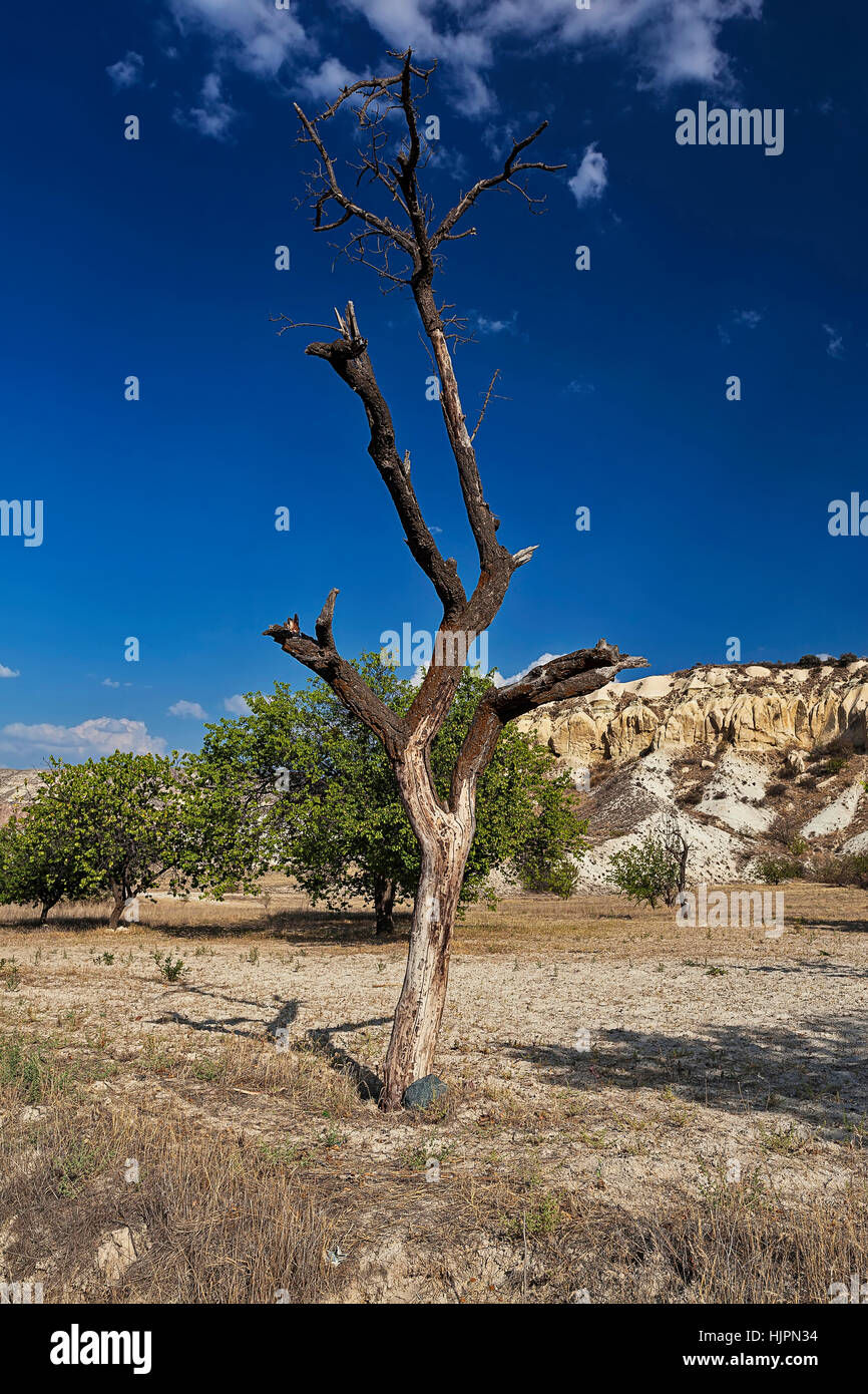 Lifeless tree in a desert Stock Photo - Alamy