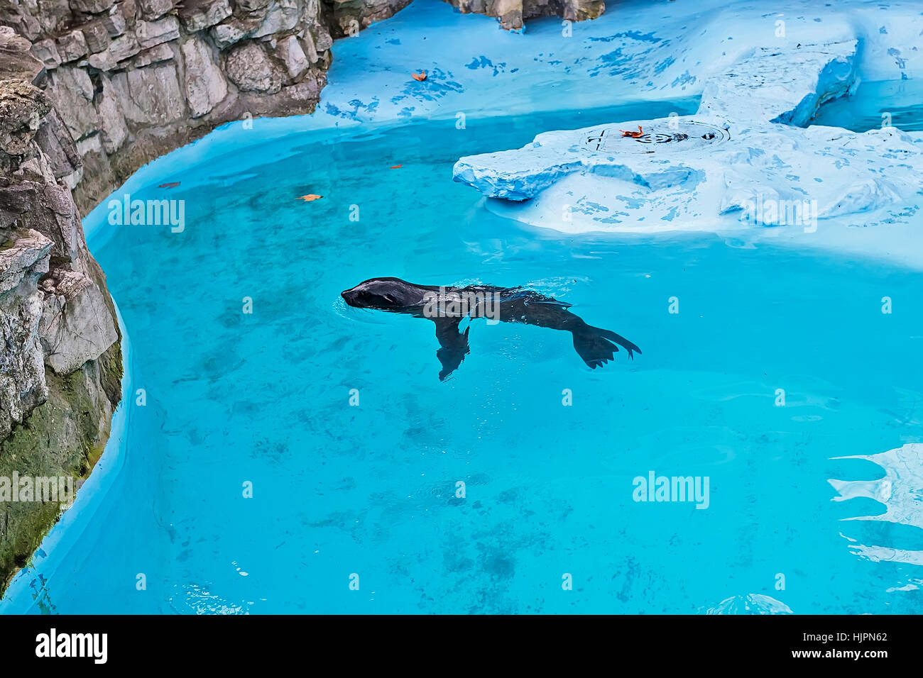 Seal in the blue water of the pool in Belgrade ZOO Serbia Stock Photo ...