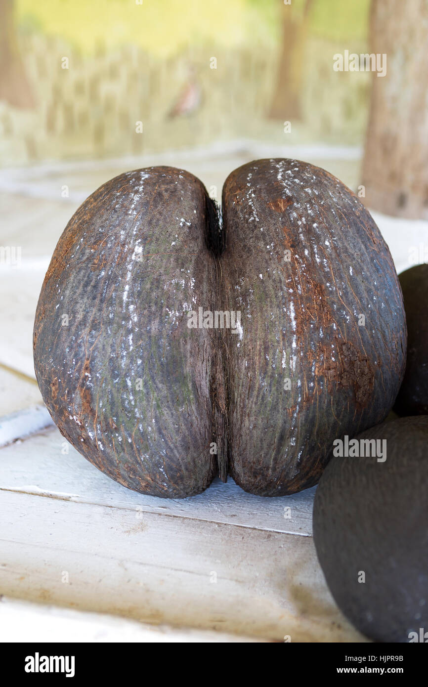 Coco de mer hi-res stock photography and images - Alamy