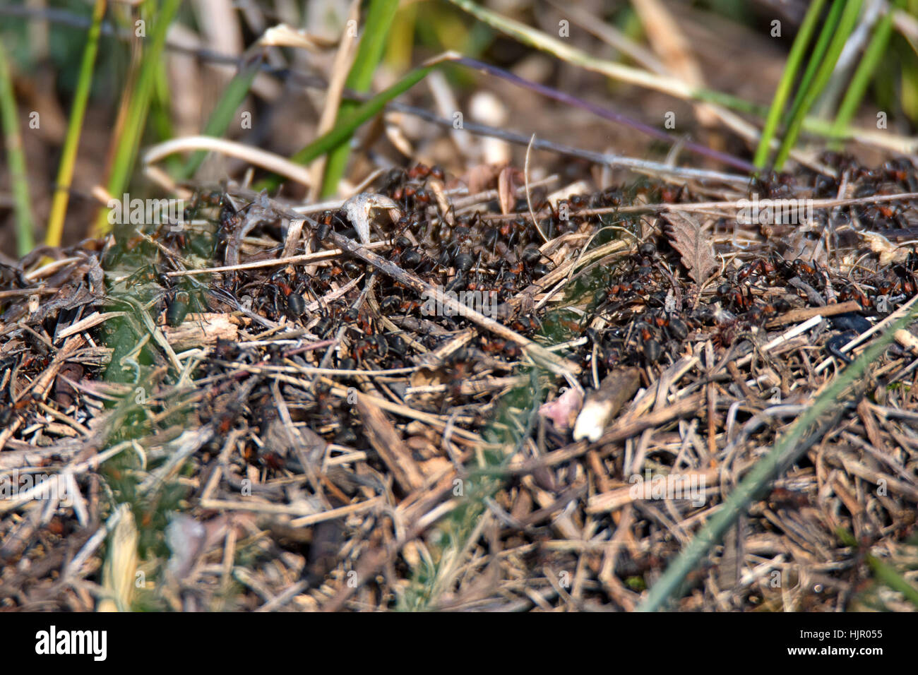 Close-up of hive of ants constructed in steppe Stock Photo - Alamy
