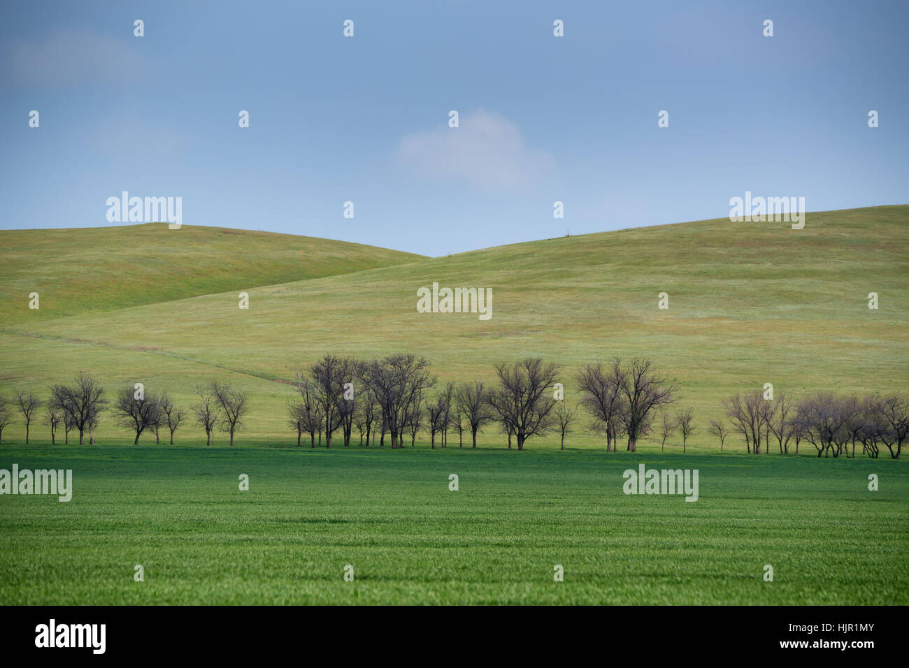 Steppe line of trees hi-res stock photography and images - Alamy