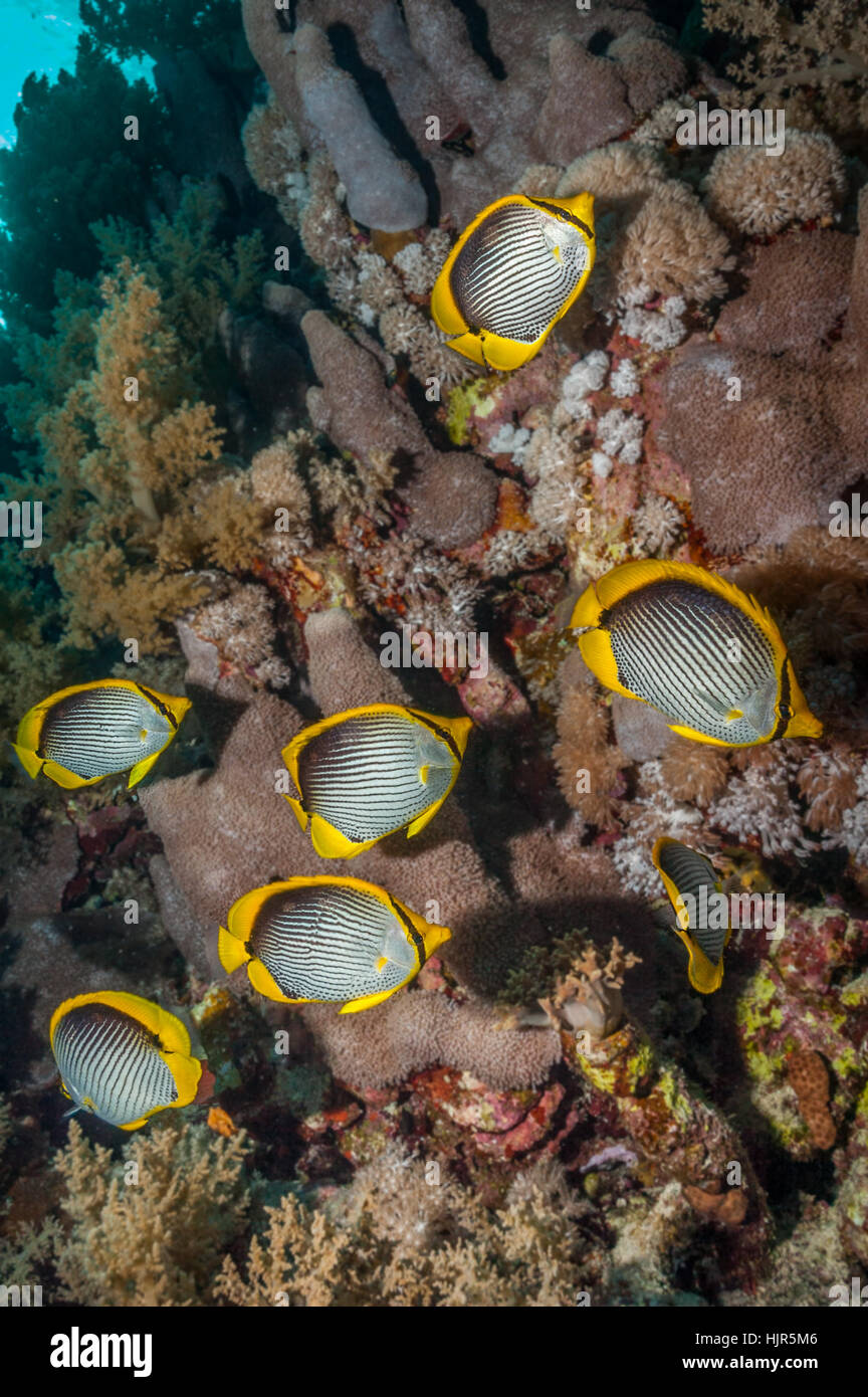Black-backed butterflyfish (Chaetodon melannotus) shoal swimming over a ...