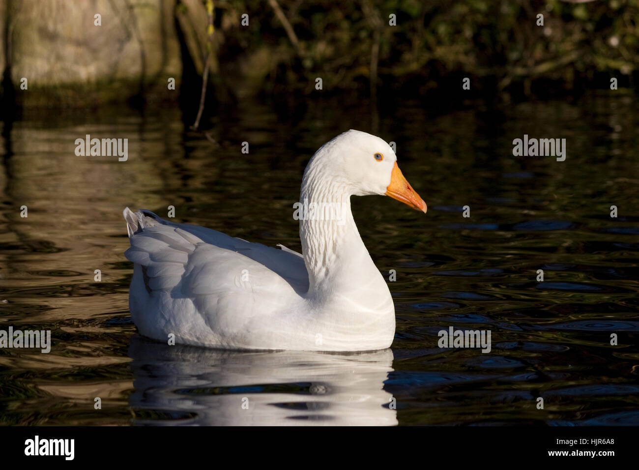 Wildlife: Emden goose Stock Photo - Alamy