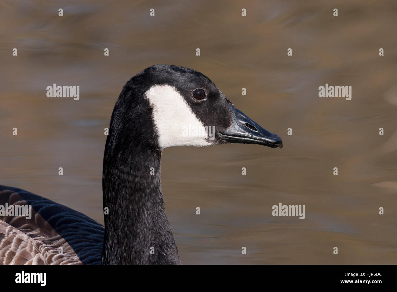 Canada goose head hi-res stock photography and images - Alamy