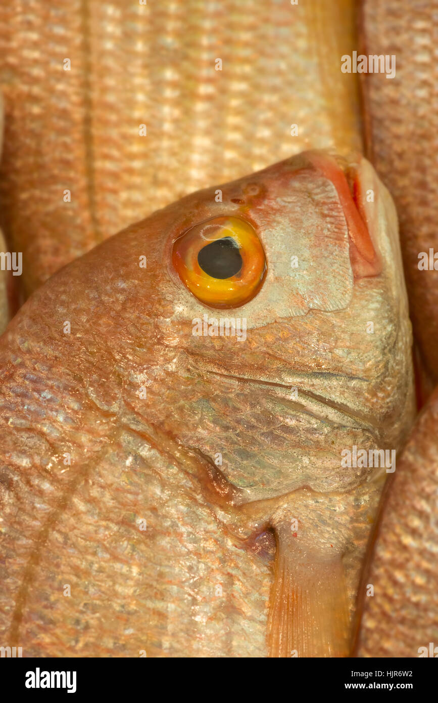 Market fish display closeup of yelloweye rockfish (Sebastes ruberrimus ...