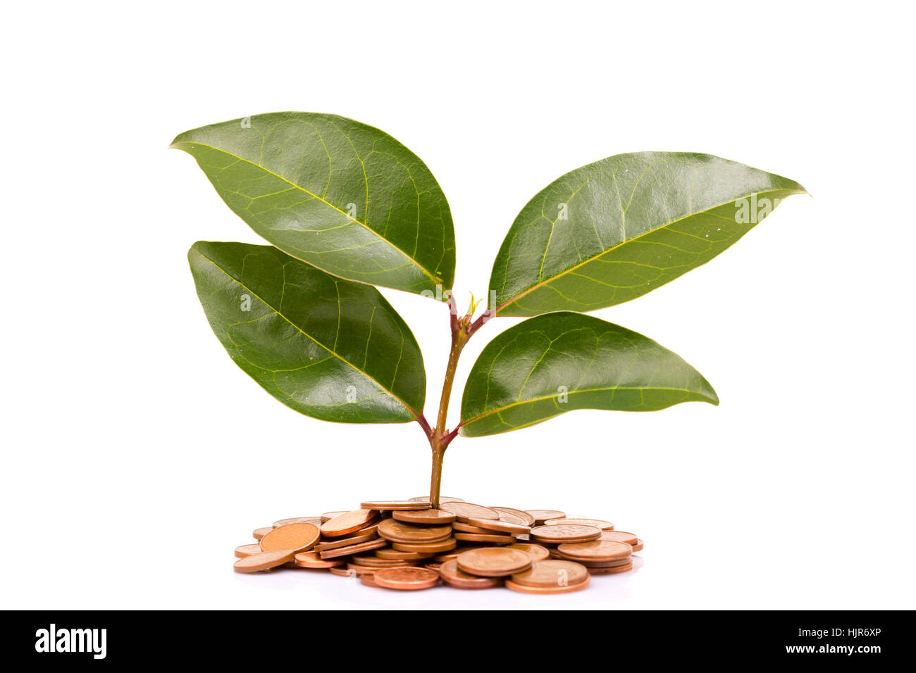 Coins and plant isolated on white background Stock Photo - Alamy