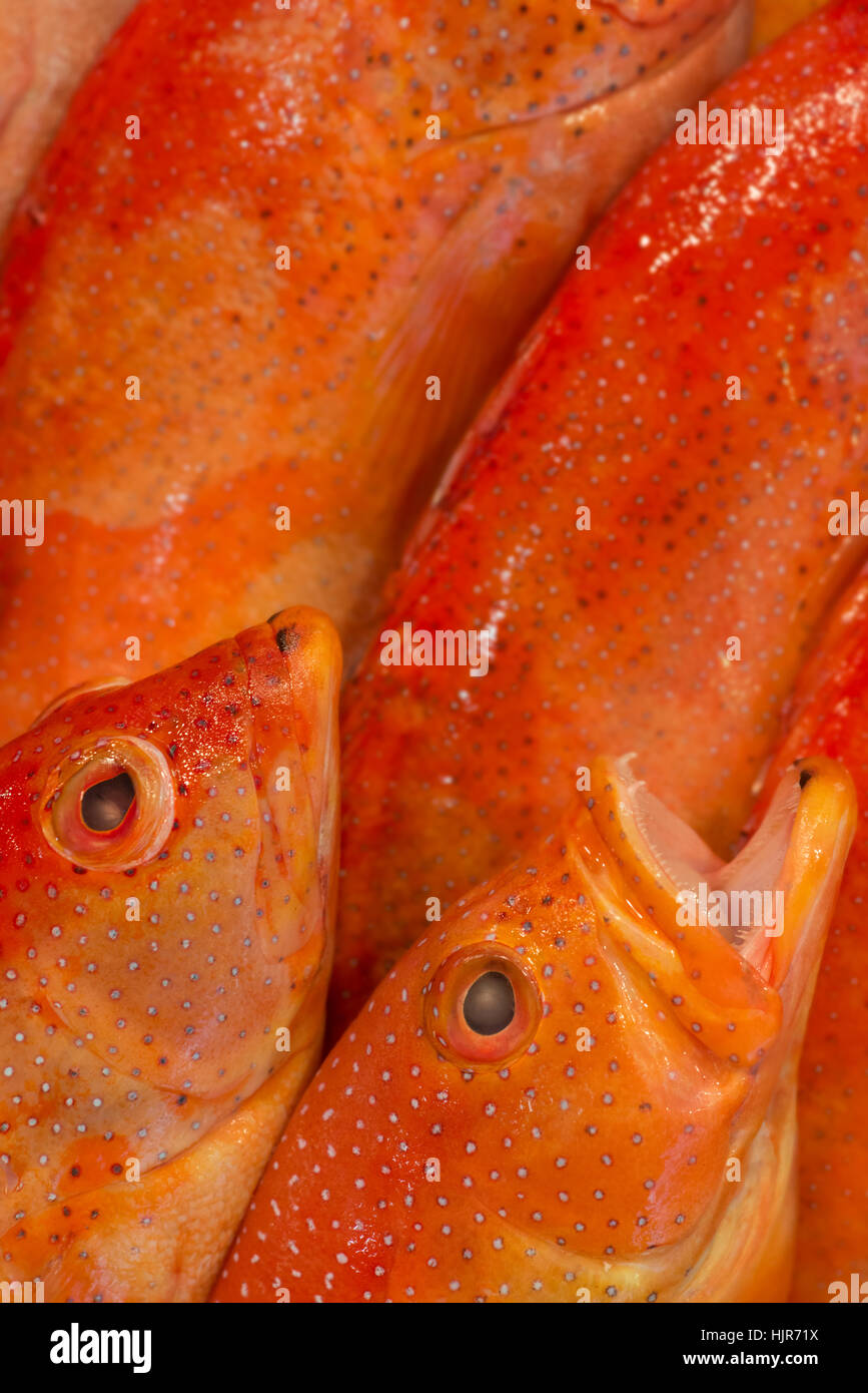 Strawberry grouper fish hi-res stock photography and images - Alamy