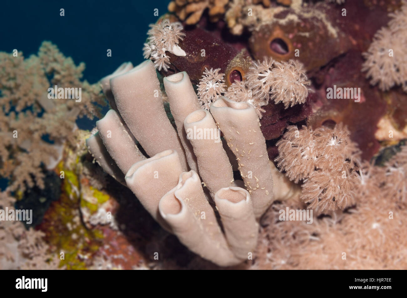 Living tube sponge (Haliclona fascigera) amongst soft corals underwater ...