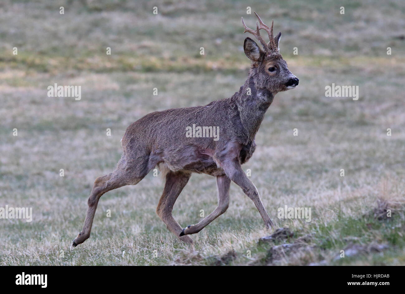 Running deer hi-res stock photography and images - Alamy