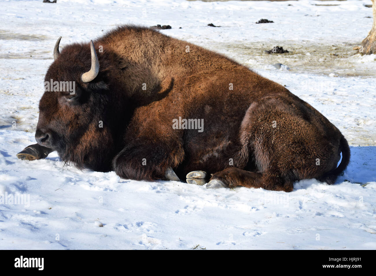 Bison in the Snow Stock Photo - Alamy