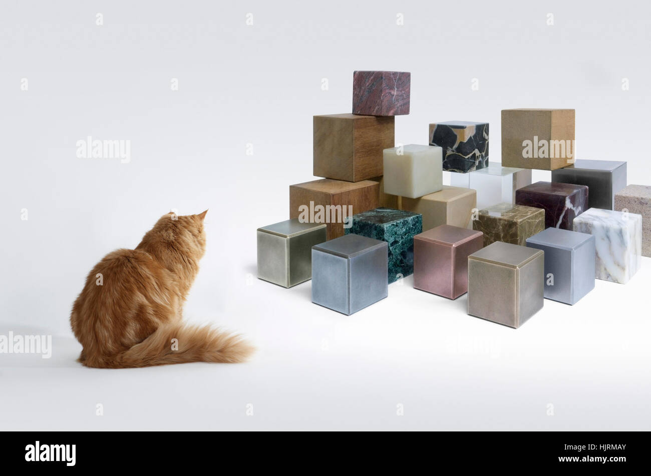 stack, young animal, pussycat, cat, domestic cat, wait, waiting ...