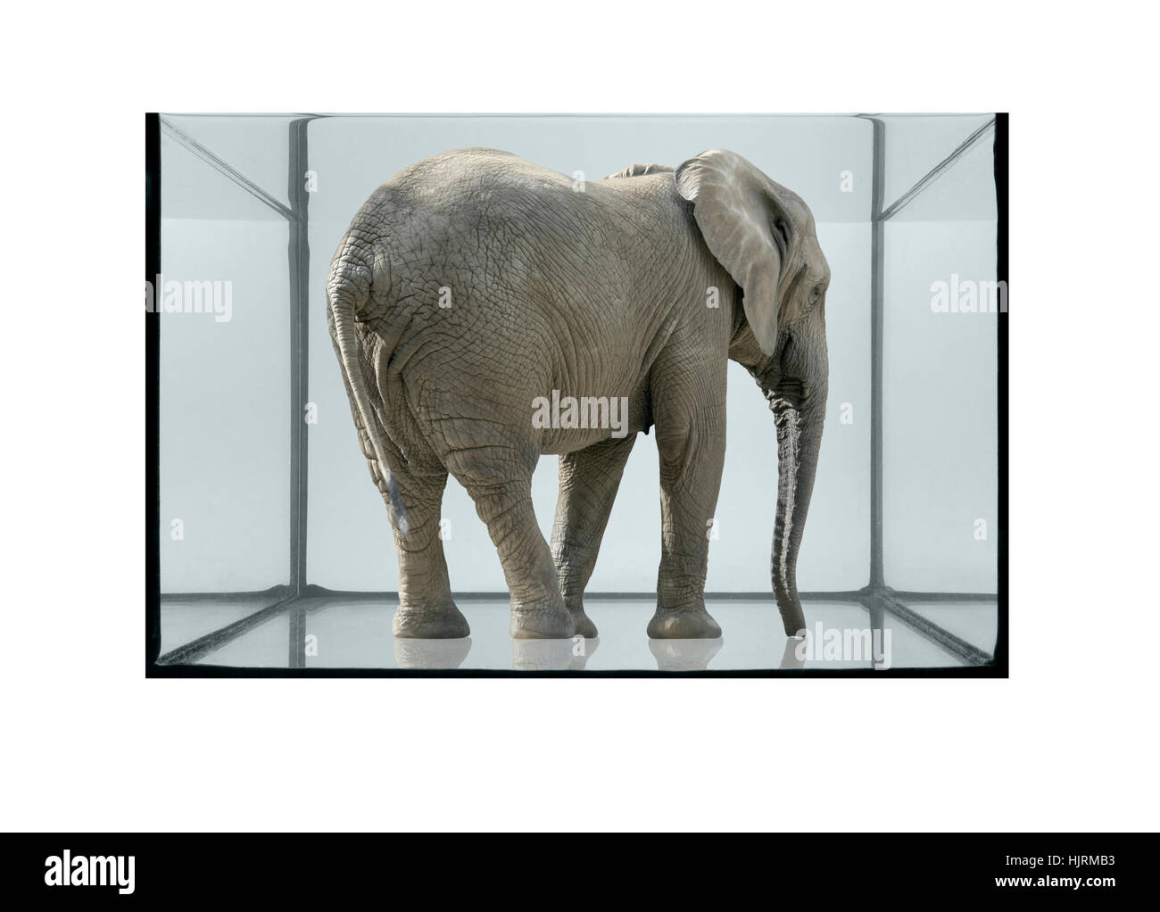 animal welfare theme showing a fish tank with an elephant in it Stock ...