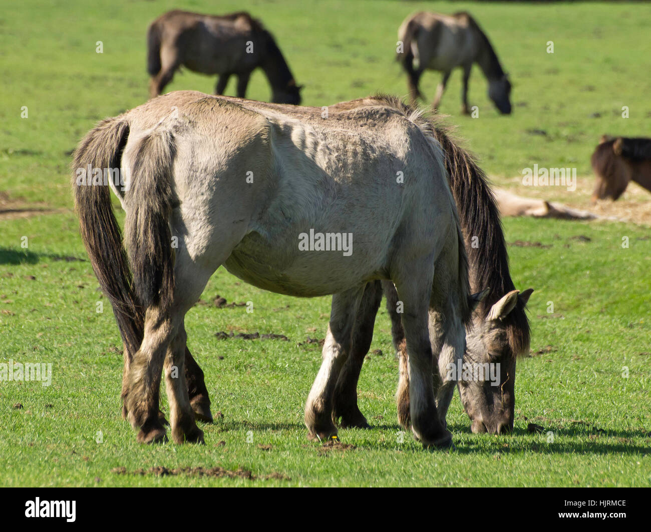 ride, horse, animal, foal, horseriding, tree, trees, ride, horse ...