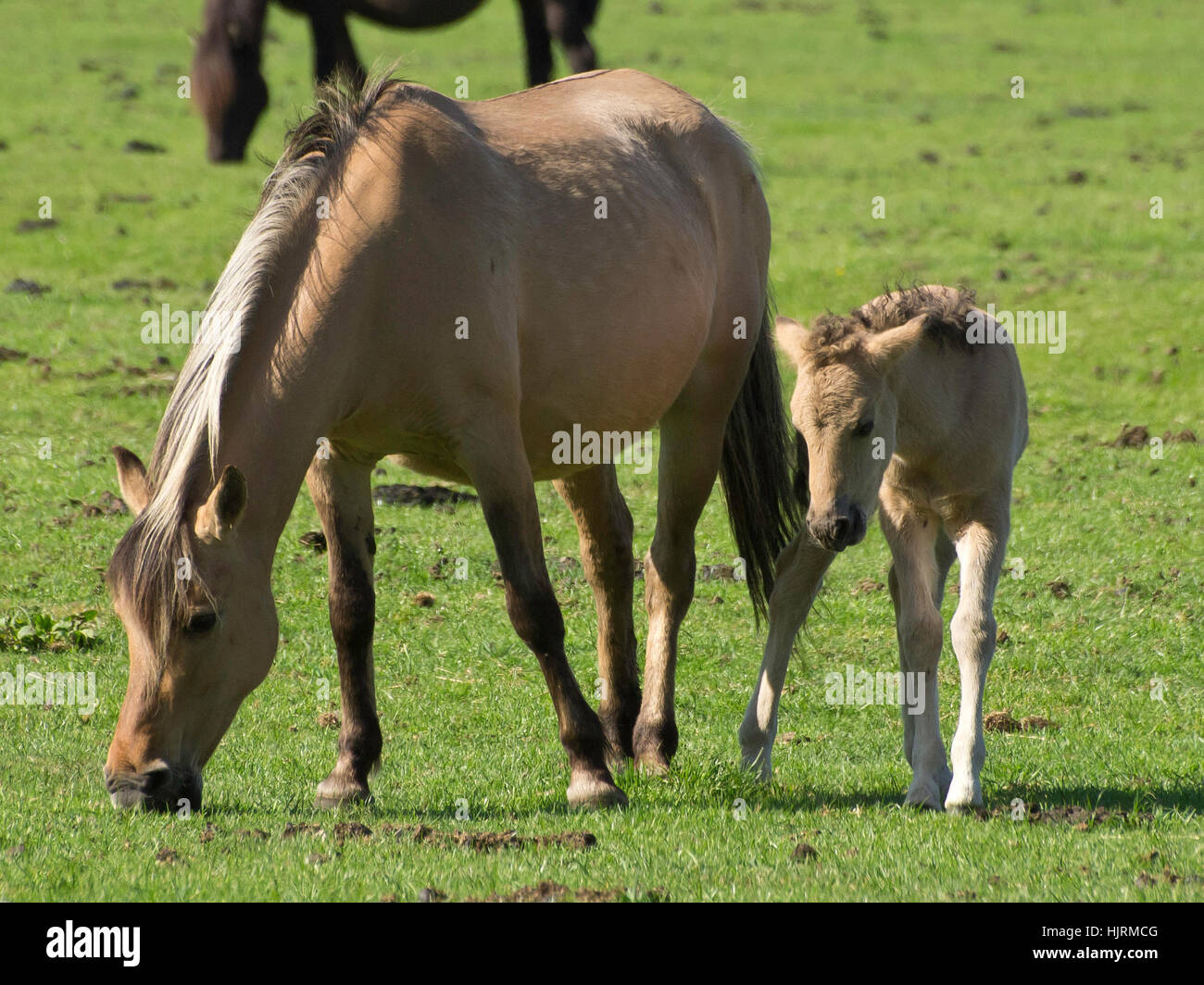 ride, horse, animal, foal, horseriding, tree, trees, ride, horse ...