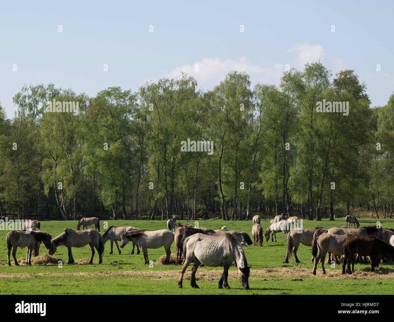 ride, horse, animal, foal, horseriding, tree, trees, ride, horse ...