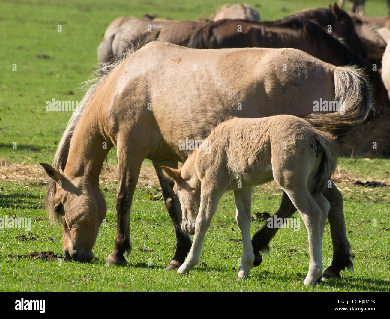 ride, horse, animal, foal, horseriding, tree, trees, ride, horse ...