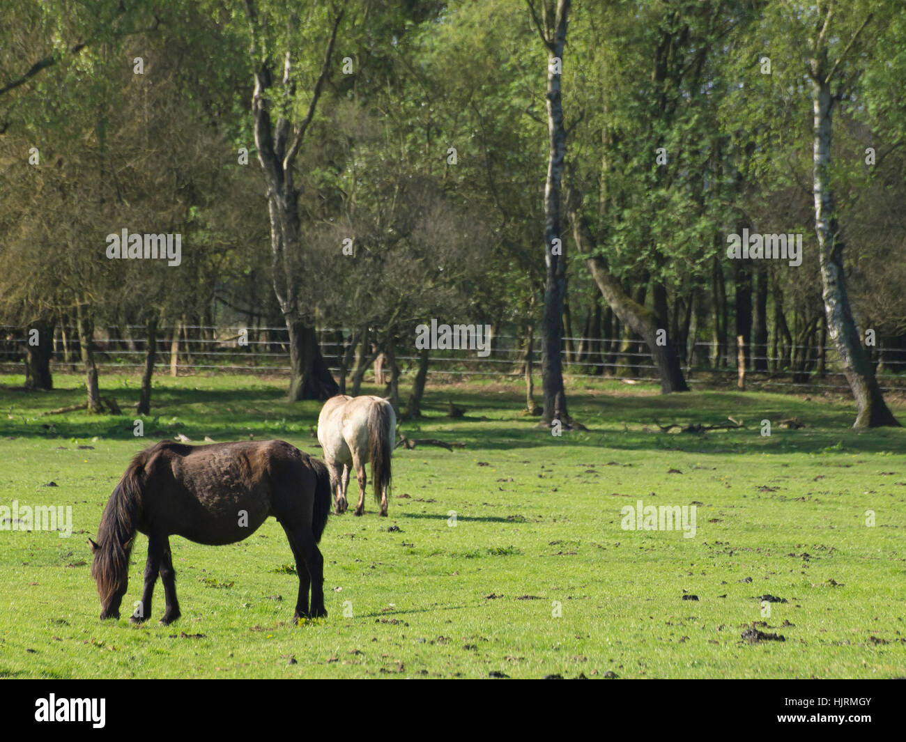 ride, horse, animal, foal, horseriding, tree, trees, ride, horse ...