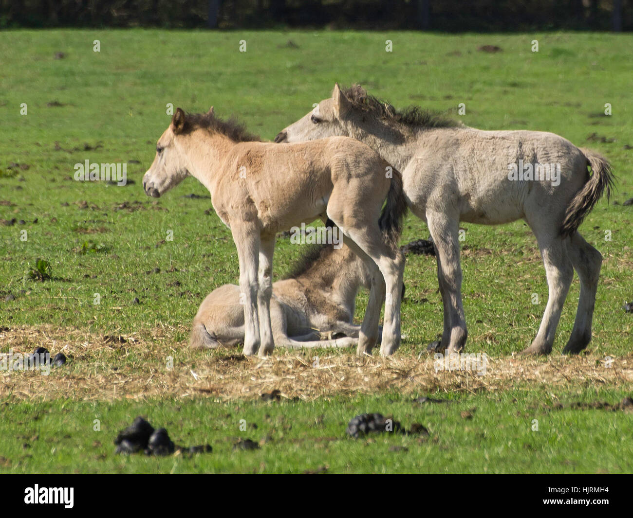 ride, horse, animal, foal, horseriding, tree, trees, ride, horse ...
