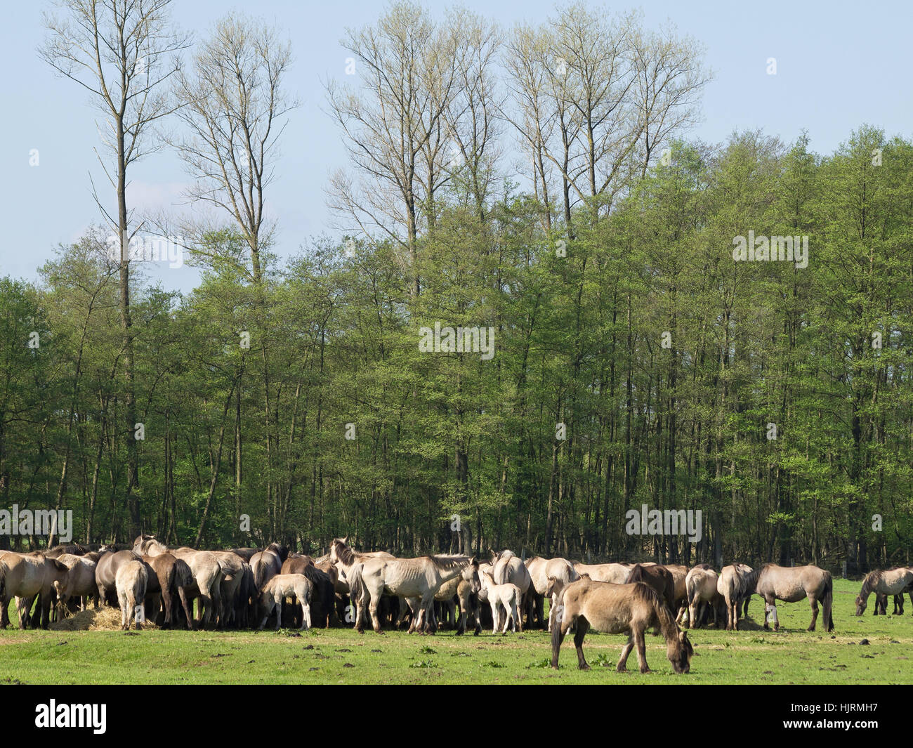 ride, horse, animal, foal, horseriding, tree, trees, ride, horse ...