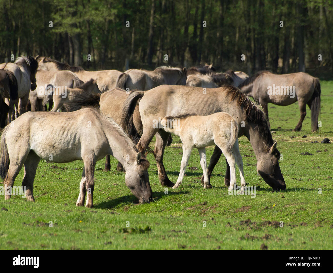 ride, horse, animal, foal, horseriding, tree, trees, ride, horse ...