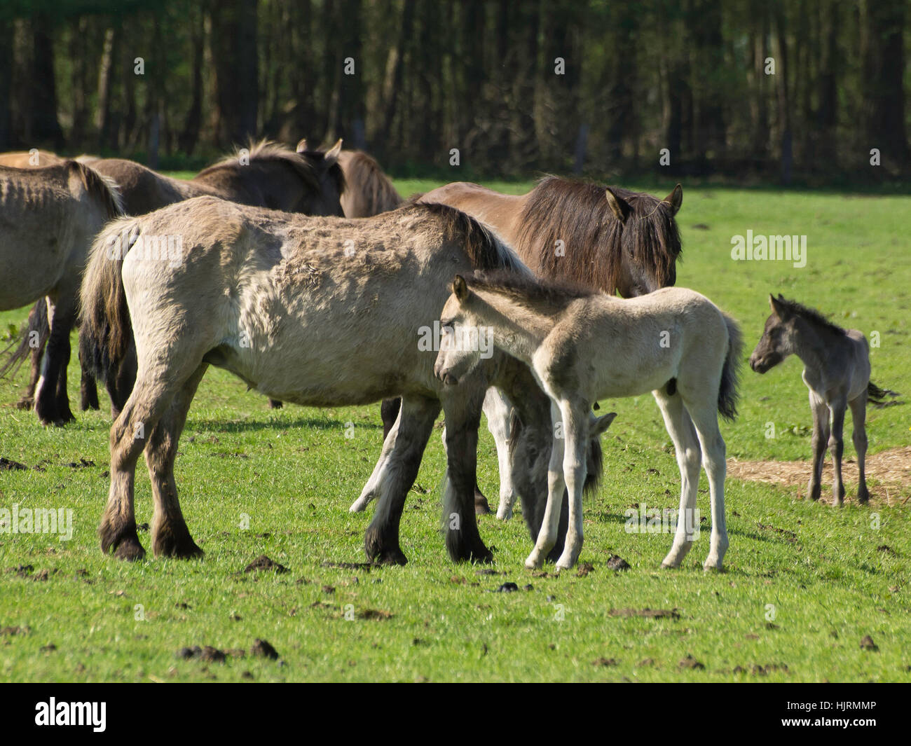 ride, horse, animal, foal, horseriding, tree, trees, ride, horse ...