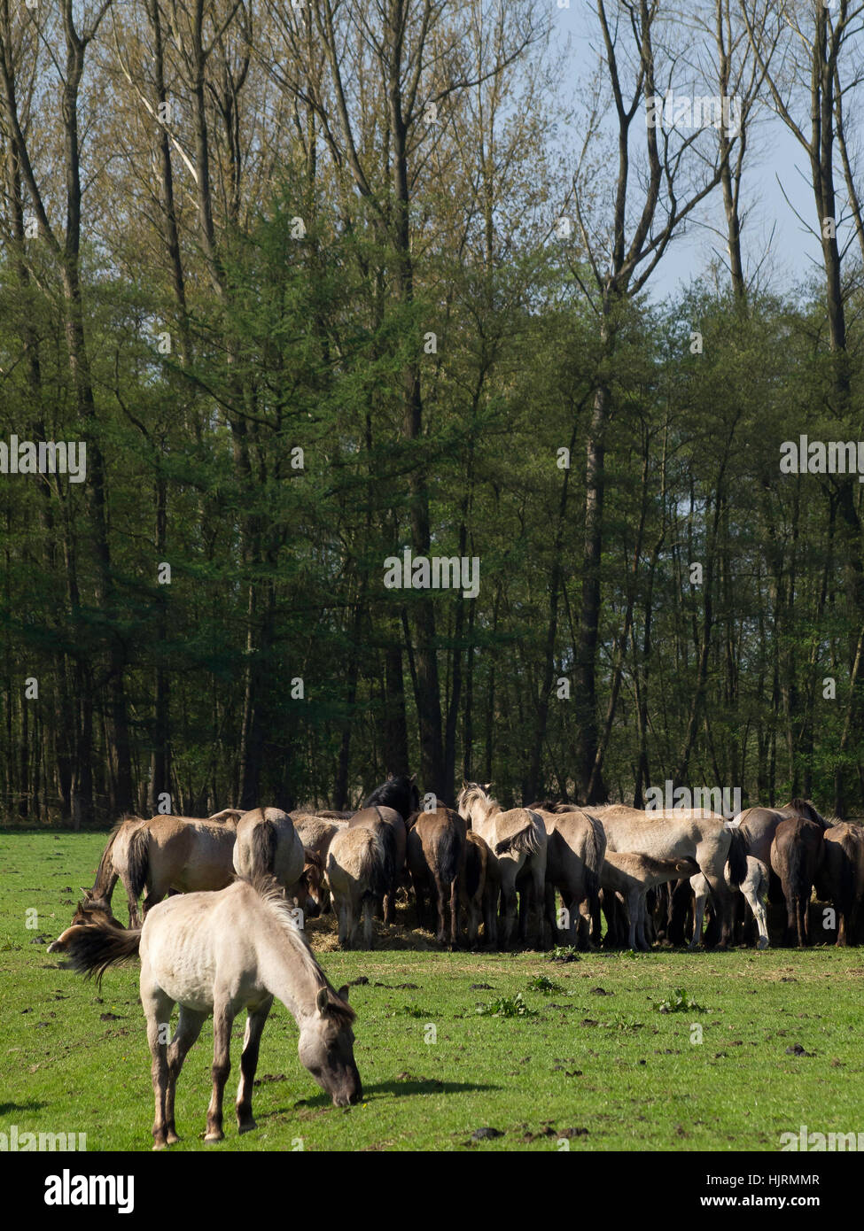 ride, horse, animal, foal, horseriding, tree, trees, ride, horse ...