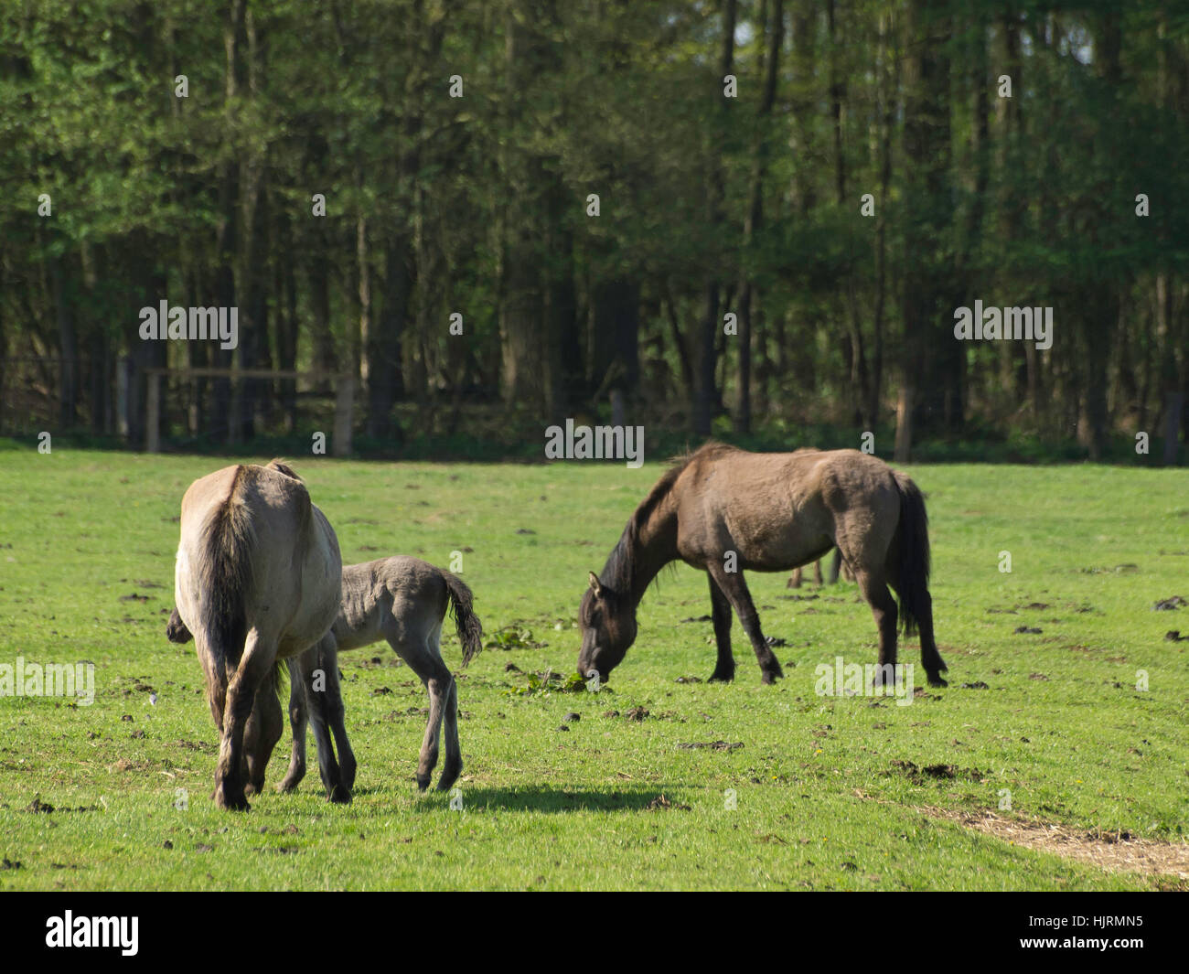 ride, horse, animal, foal, horseriding, tree, trees, ride, horse ...