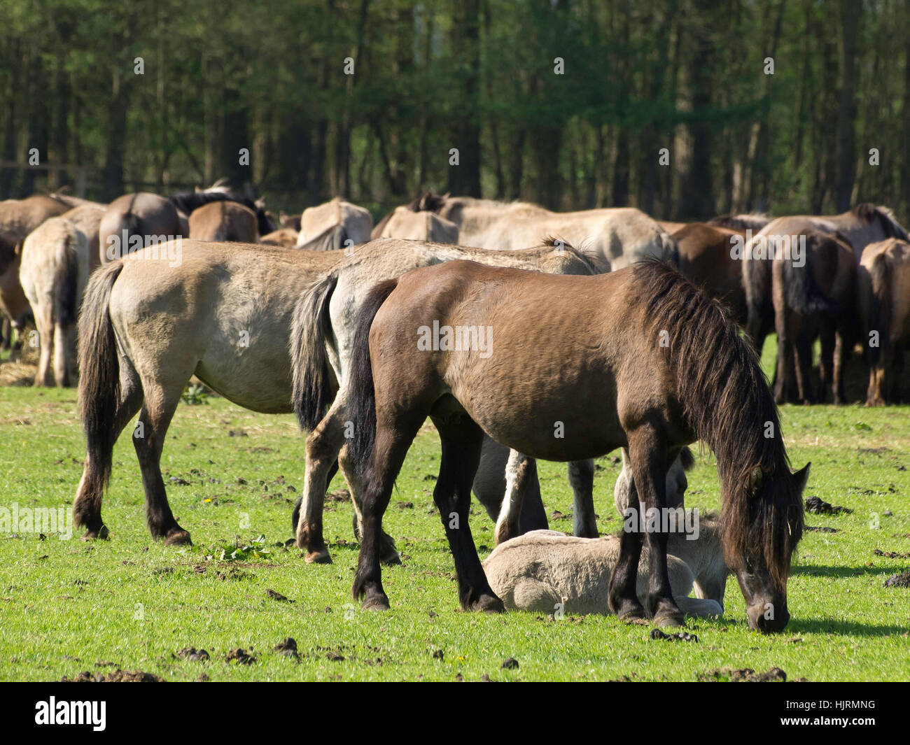 ride, horse, animal, foal, horseriding, tree, trees, ride, horse ...