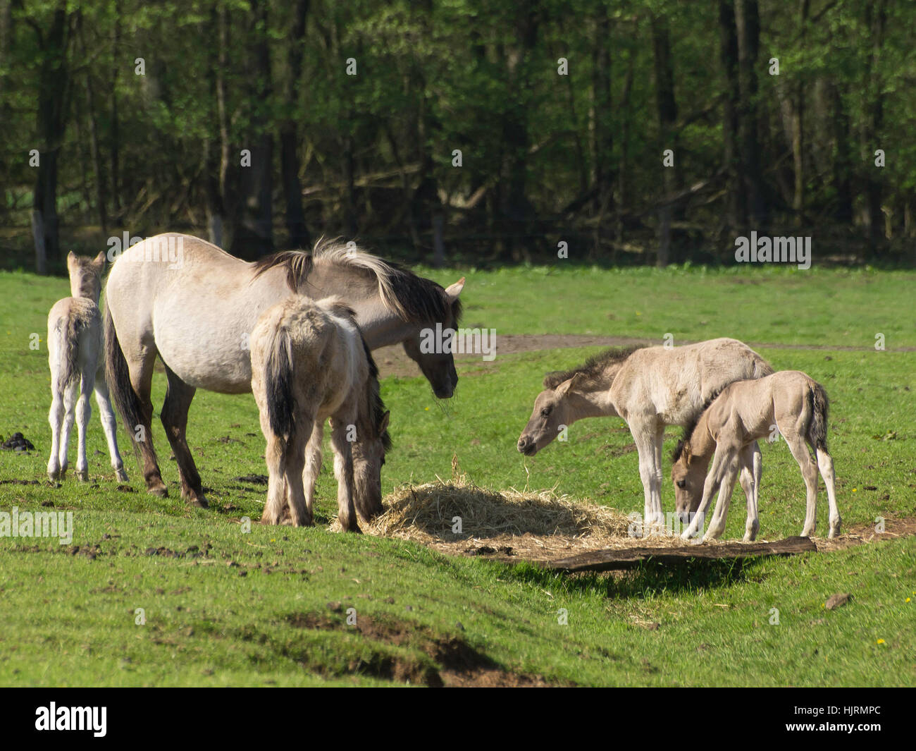 ride, horse, animal, foal, horseriding, tree, trees, ride, horse ...