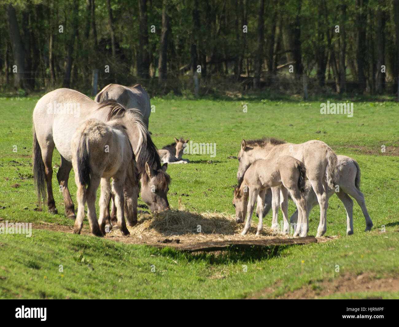 ride, horse, animal, foal, horseriding, tree, trees, ride, horse ...