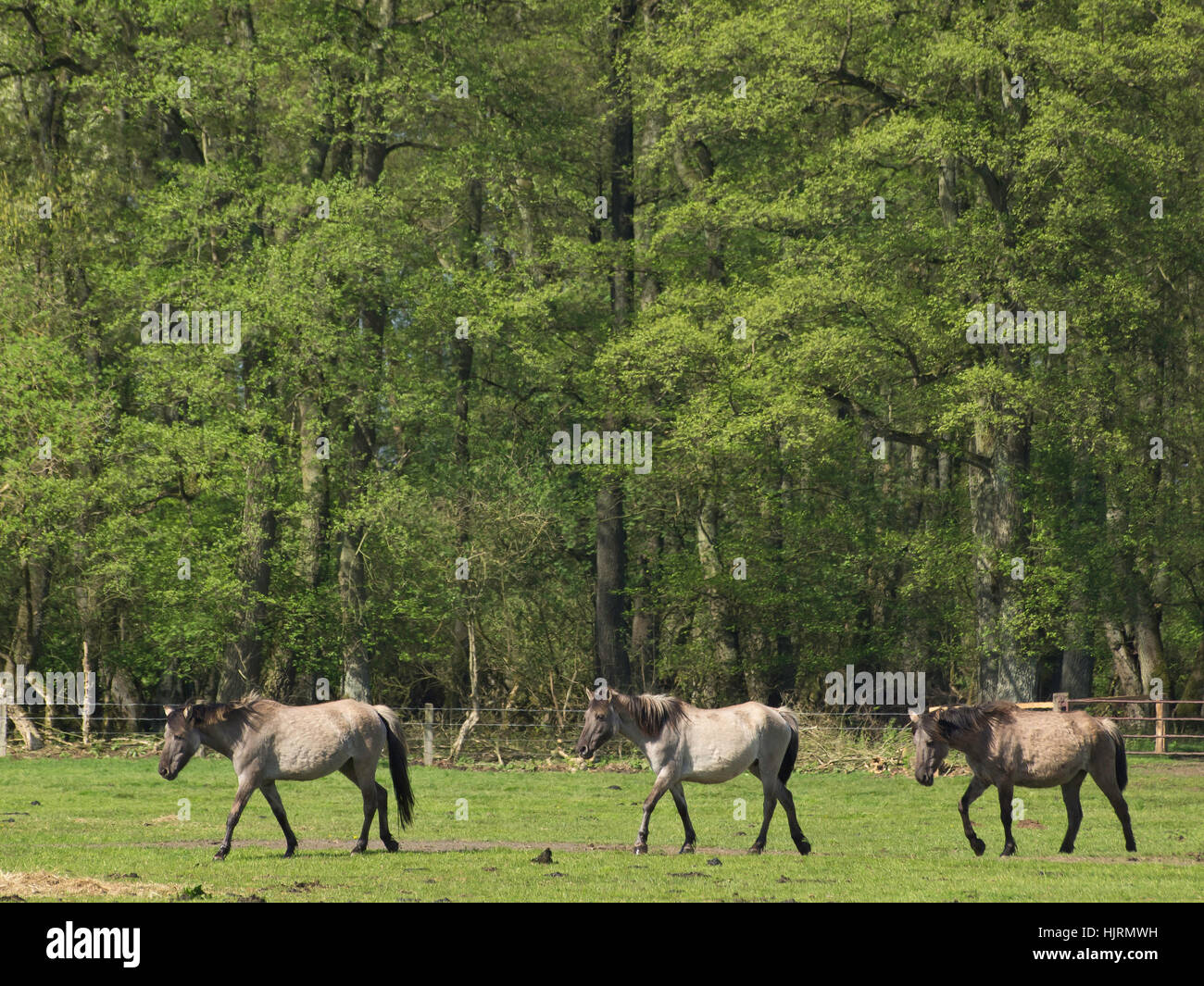ride, horse, animal, foal, horseriding, tree, trees, ride, horse ...