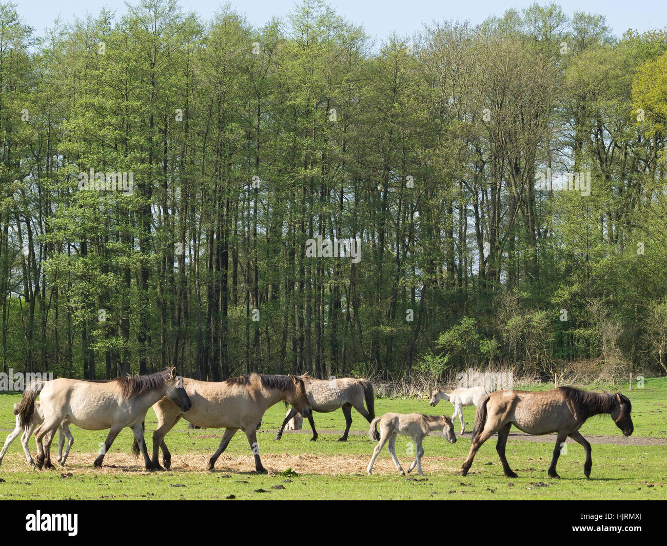 ride, horse, animal, foal, horseriding, tree, trees, ride, horse ...