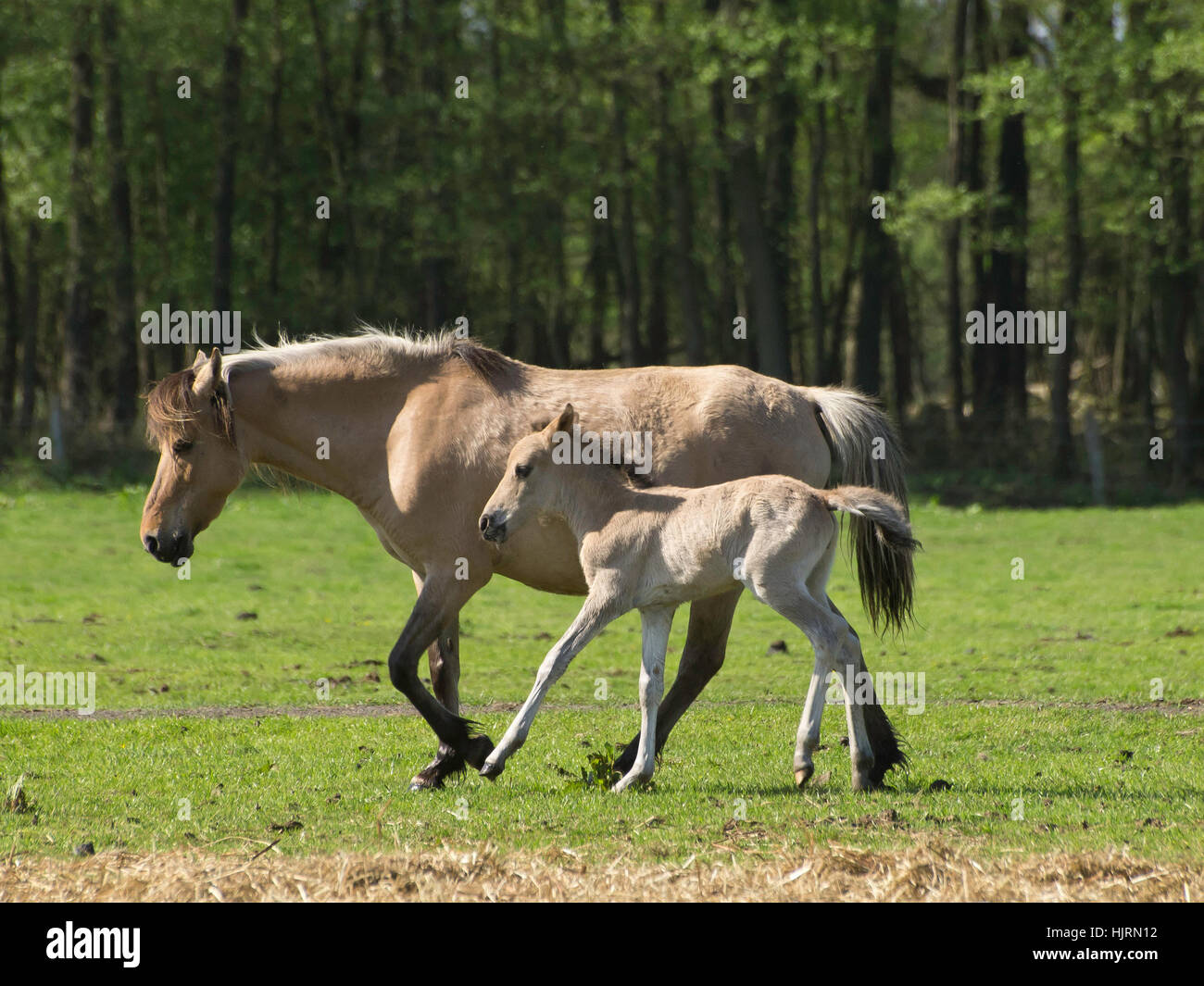 ride, horse, animal, foal, horseriding, tree, trees, ride, horse ...