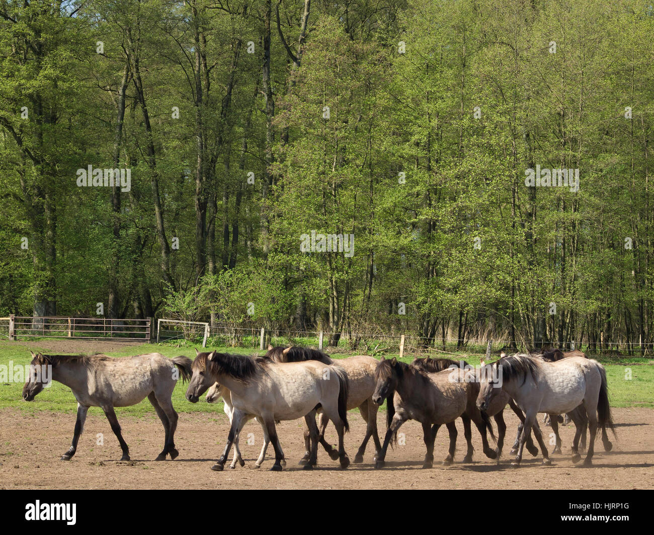 ride, horse, animal, foal, horseriding, tree, trees, ride, horse ...