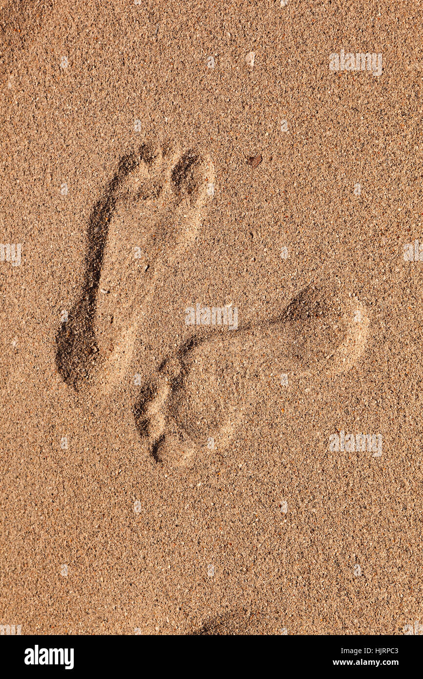 beach, seaside, the beach, seashore, america, barefoot, sign, atlantic ...