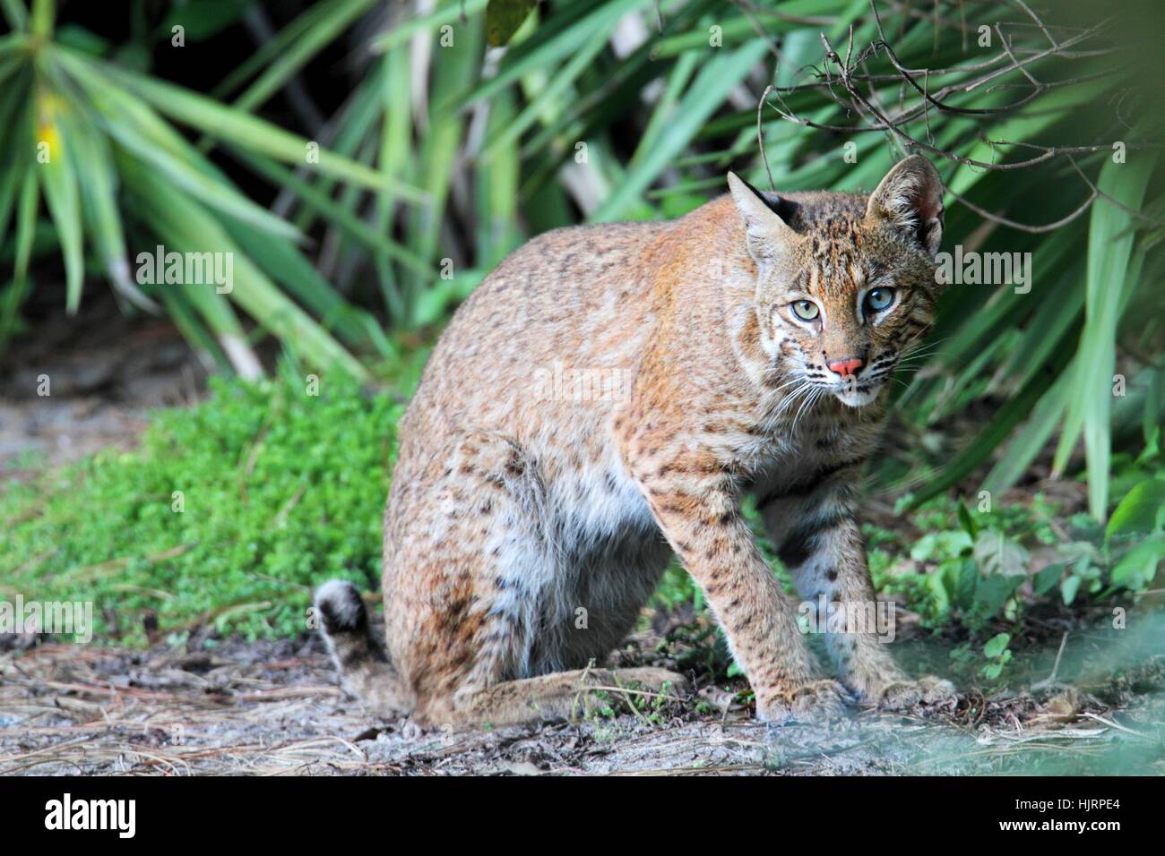 animal, mammal, wild, fur, wildlife, predator, wildcat, cat, big cat ...