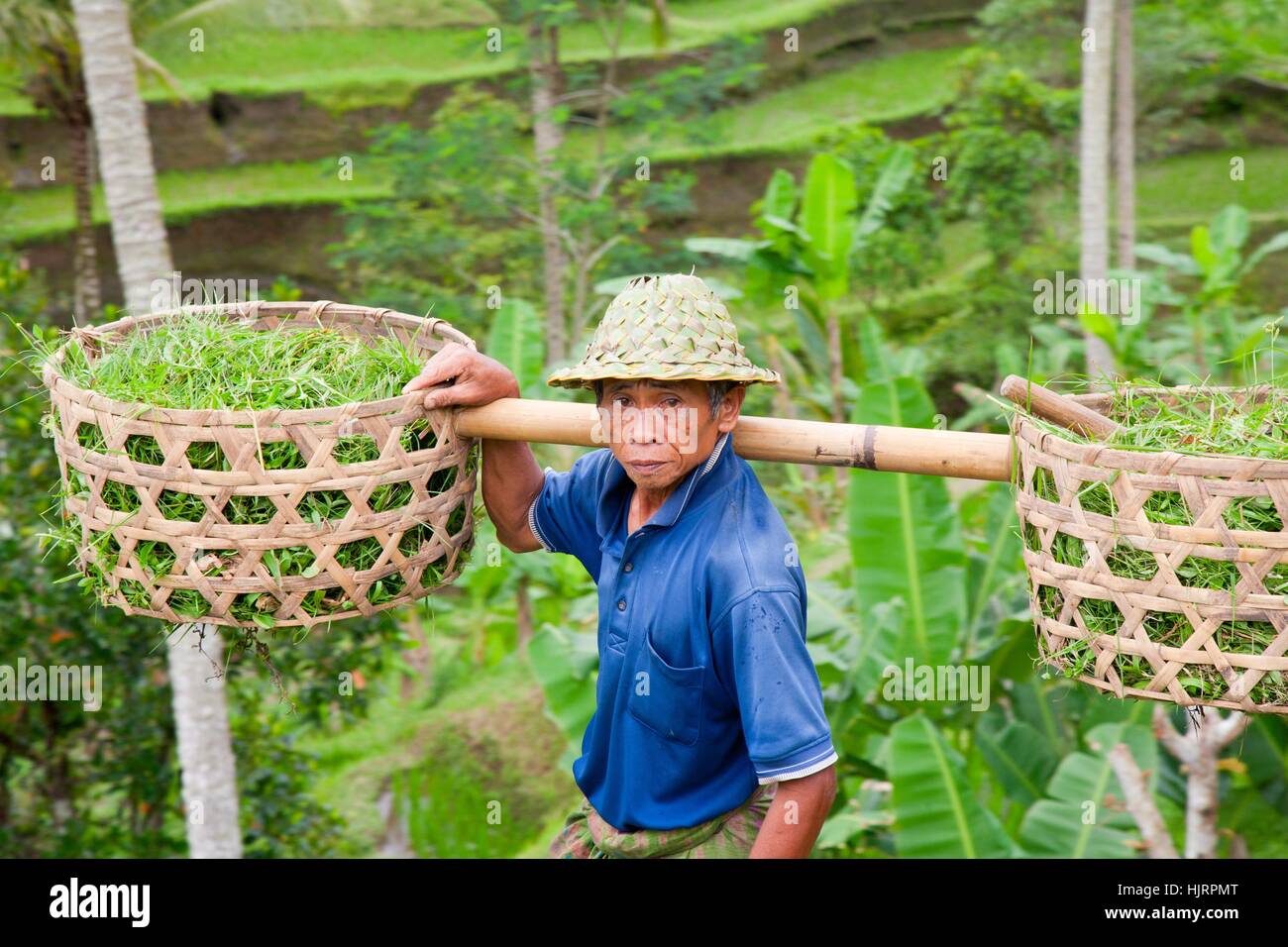 hill, asia, male, masculine, agriculture, farming, field, portrait ...