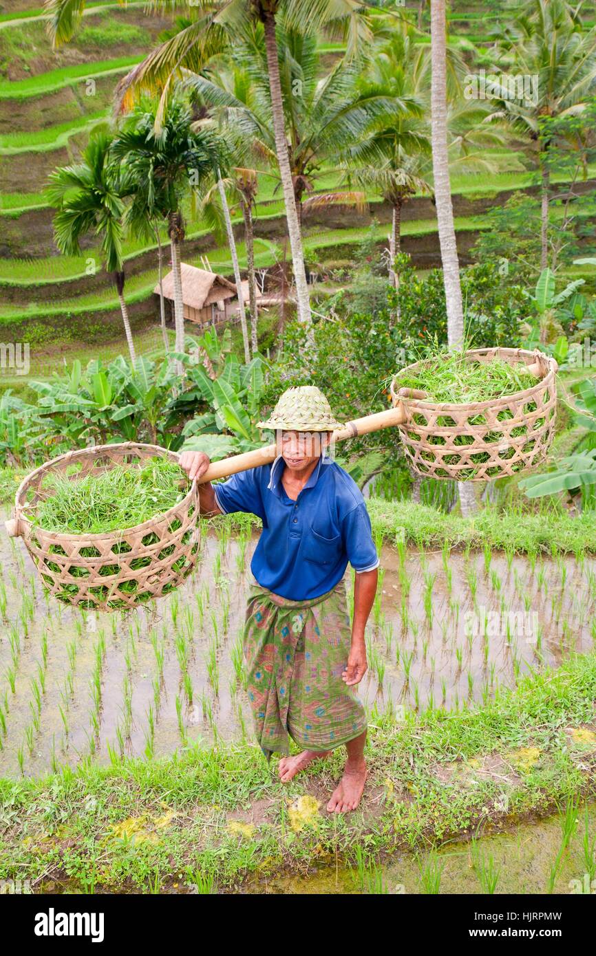 hill, asia, male, masculine, agriculture, farming, field, portrait ...