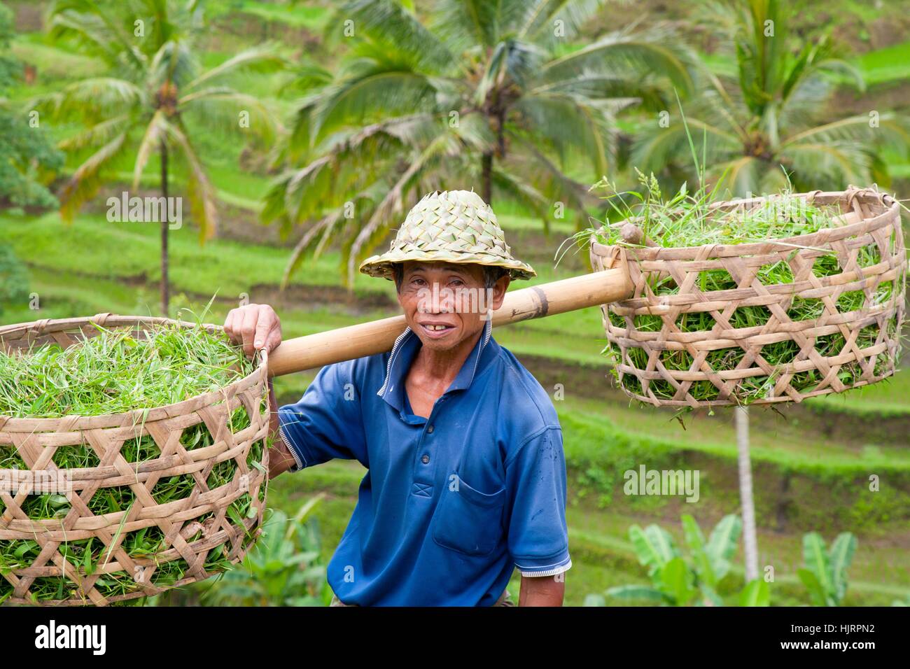 hill, asia, male, masculine, agriculture, farming, field, portrait ...