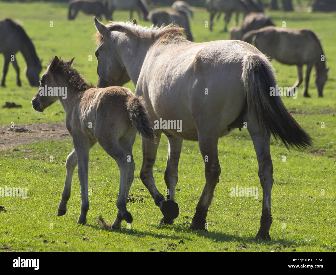 ride, horse, animal, foal, horseriding, tree, trees, ride, horse ...